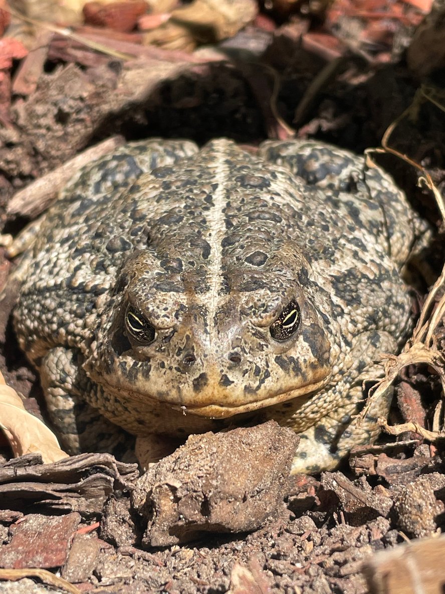 Toad and the Snake - Holistic Health Denver | Brahmaloka Healing Arts