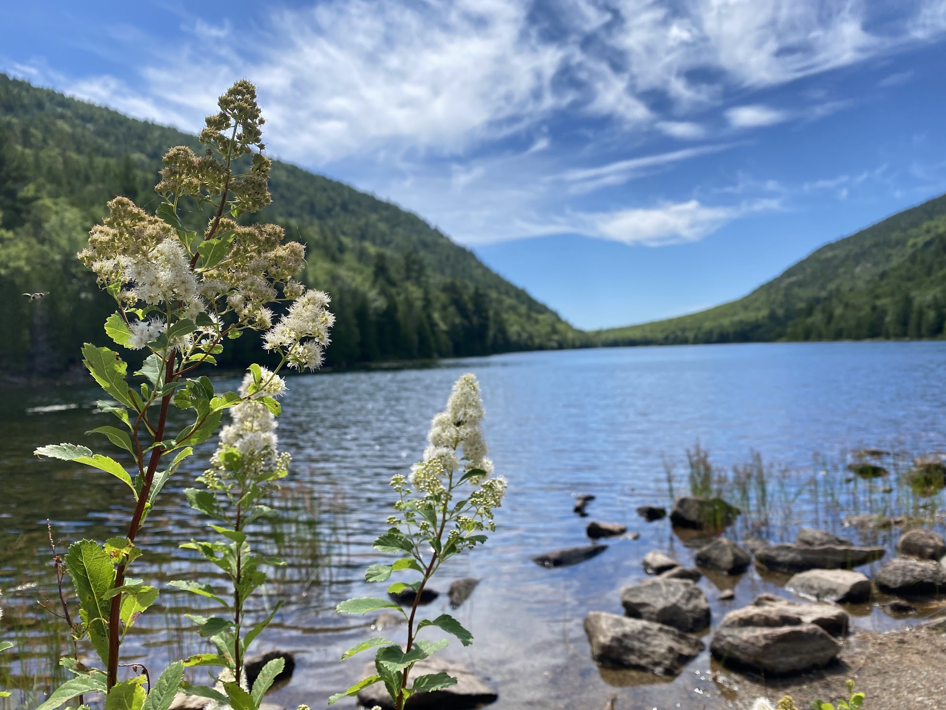 Medicines - Energy Healing Colorado | Brahmaloka Healing Arts