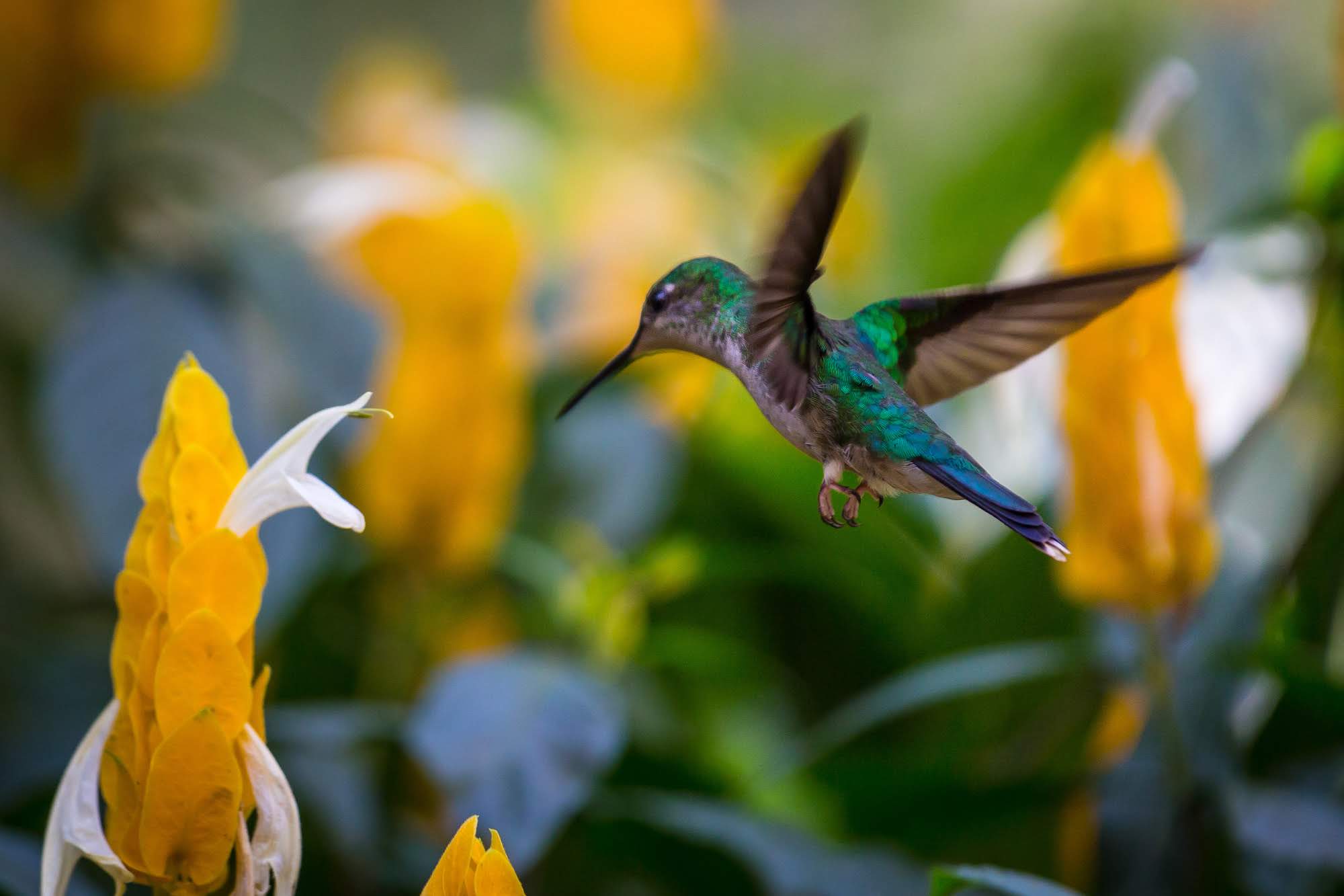 Hummingbird - Energy Healing Colorado | Brahmaloka Healing Arts