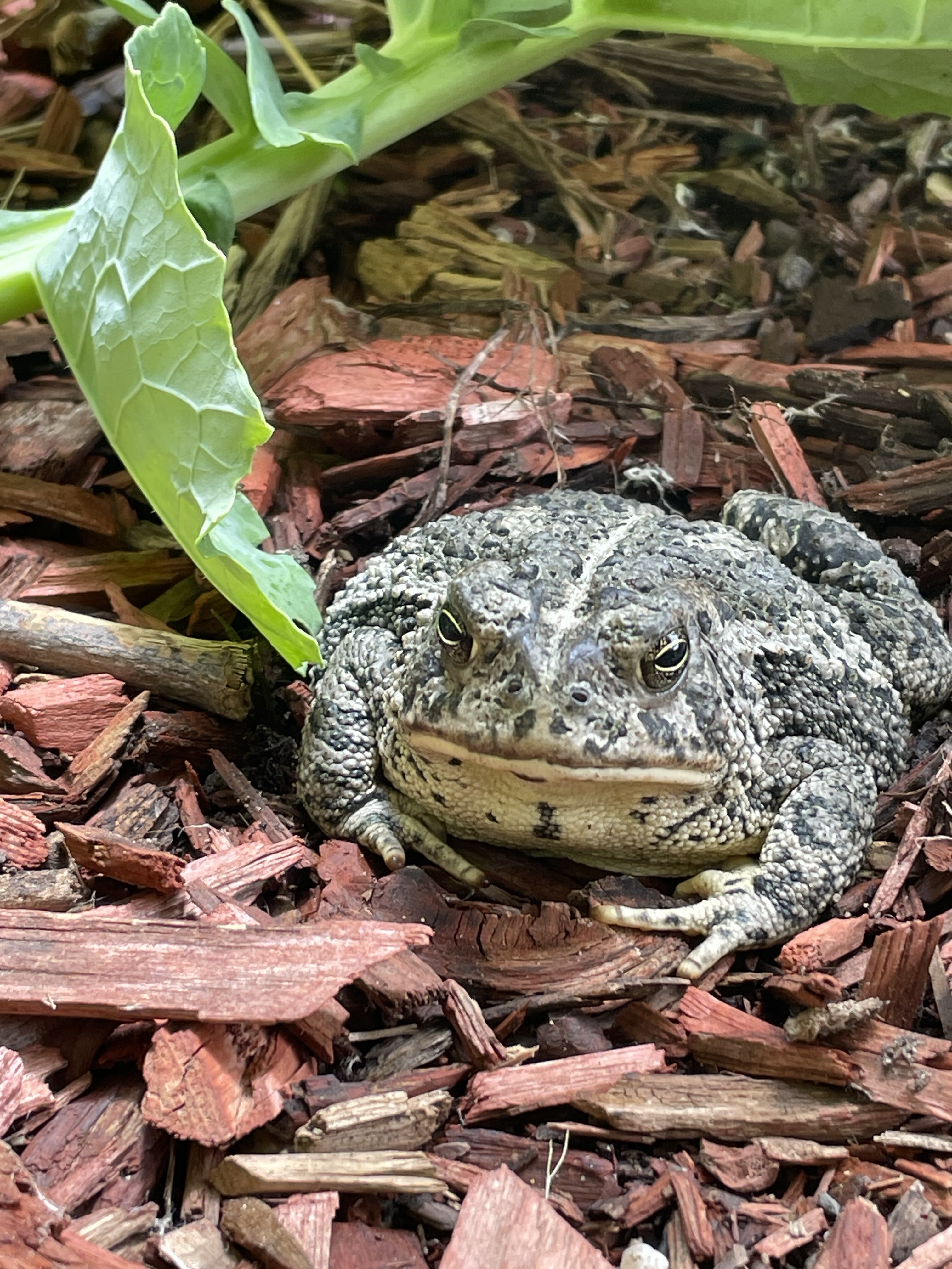 Toad and the Snake - Holistic Health Denver | Brahmaloka Healing Arts